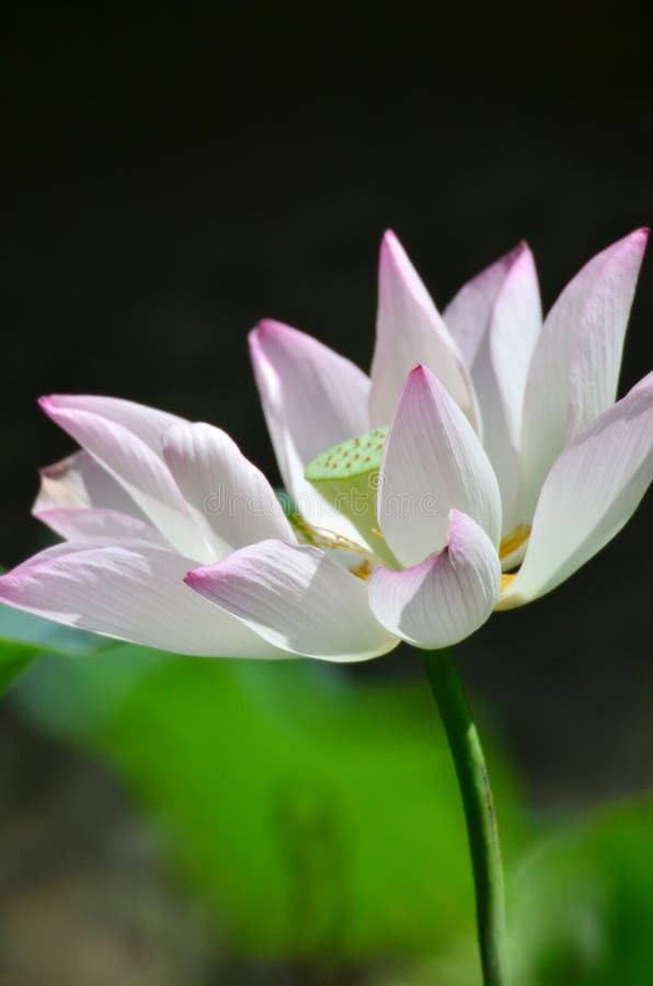 A Lotus Flower Plants, Lotus Flower at Summer Stock Photo - Image of ...