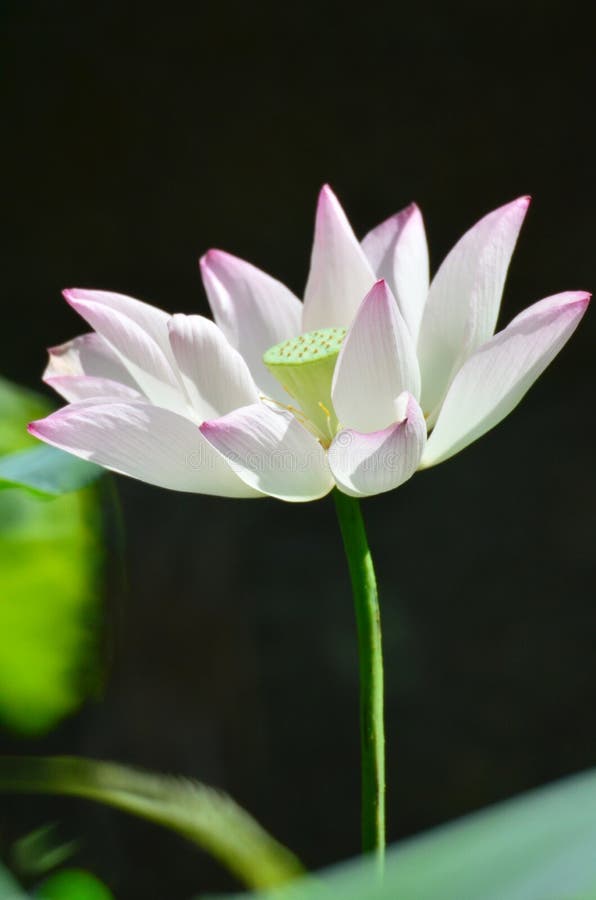 A Lotus Flower Plants, Lotus Flower at Summer Stock Image - Image of ...