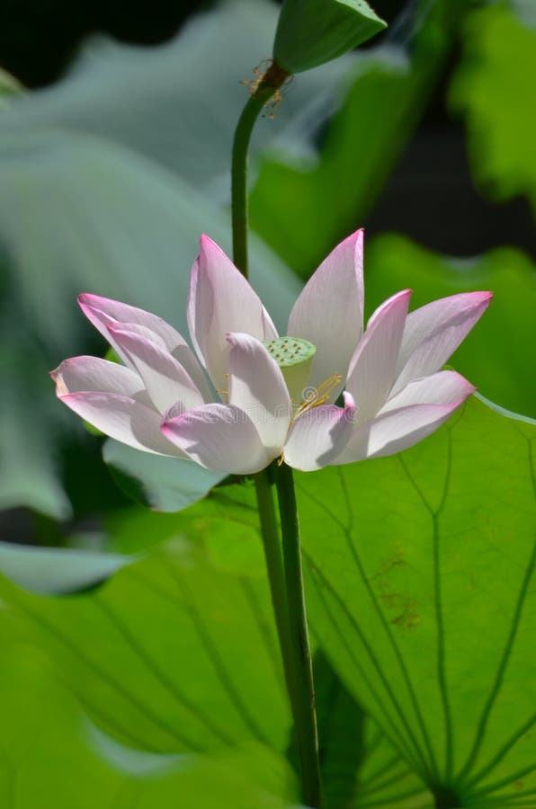 A Lotus Flower Plants, Lotus Flower at Summer Stock Photo - Image of ...