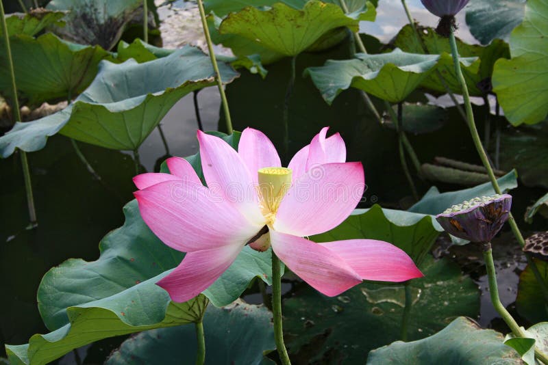 Lotus flower plants stock photo. Image of gardens, green - 66554572