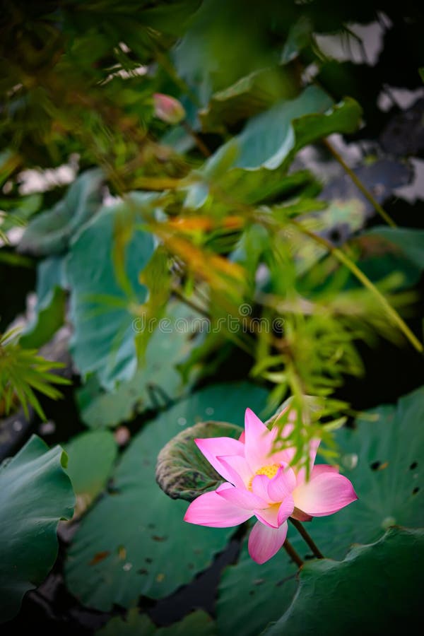 Lotus flower in pond stock image. Image of head, beautiful - 153427053
