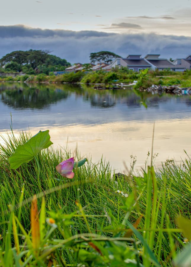 Only Lotus Flower at the Pond Stock Image - Image of flower, ornament ...