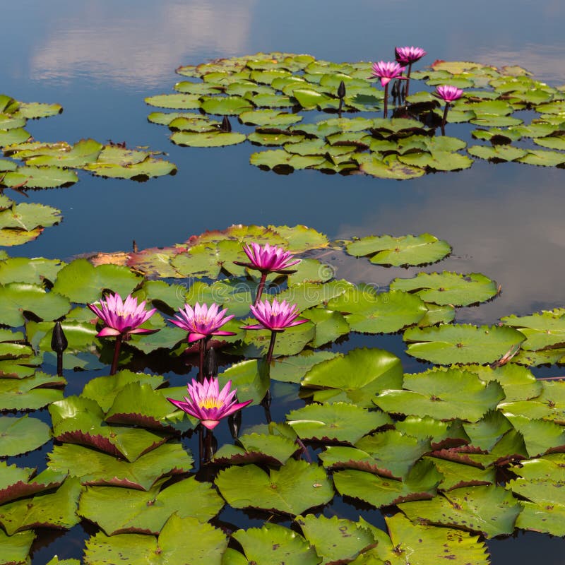 Lotus flower stock image. Image of agriculture, garden - 55687023