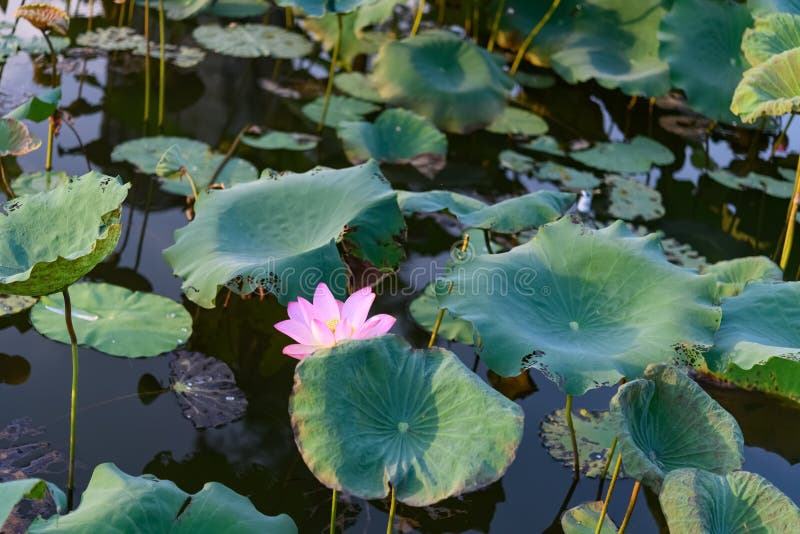 Lotus Flower in Pond Horizontal Composition Stock Image - Image of ...