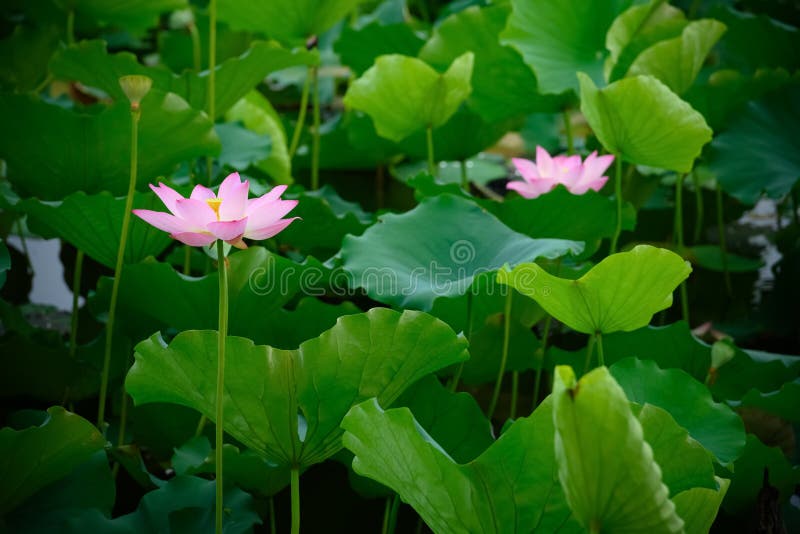 Lotus Flower in Pond Horizontal Composition Stock Photo - Image of pond ...
