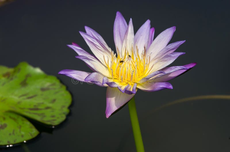Lotus flower stock photo. Image of bloom, lily, nature - 35300930
