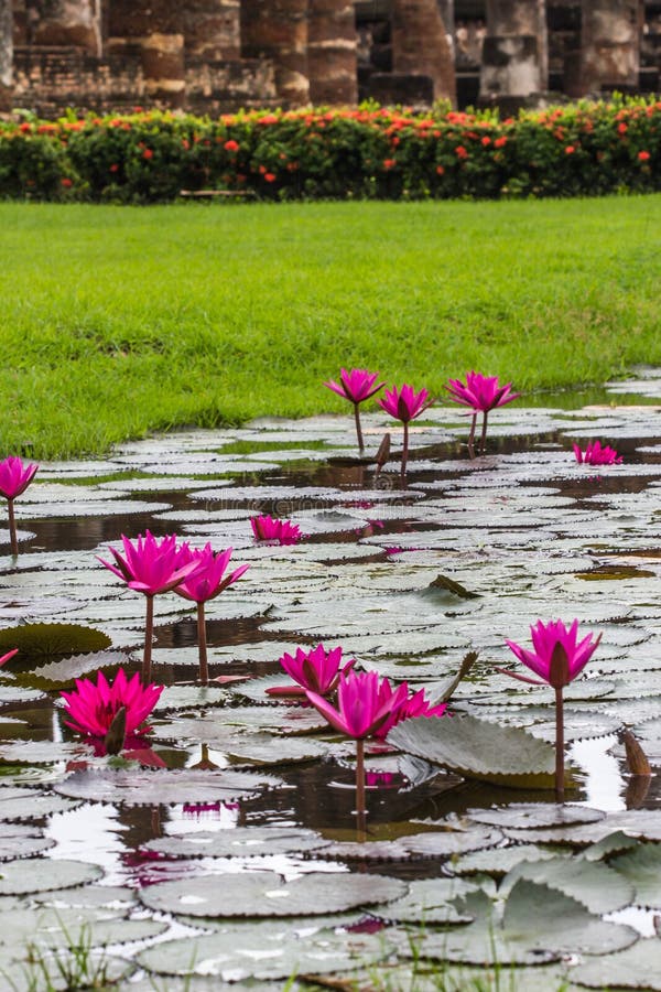 Lotus flower in pond stock image. Image of peace, nature - 78721387