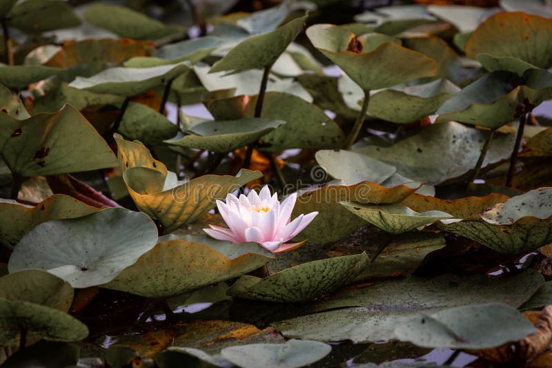 Beautiful Pink Lotus Flower Growing on the Water Stock Photo - Image of ...