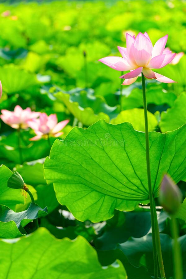 Lotus Flower in Pond Vertical Composition Stock Photo - Image of season ...