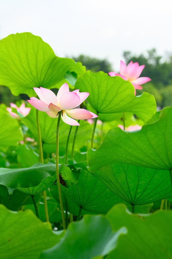 Lotus Flower in Pond Vertical Composition Stock Photo - Image of ...