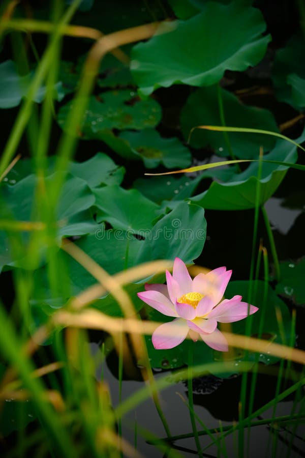 Lotus Flower in Pond Vertical Composition Stock Image - Image of fresh ...