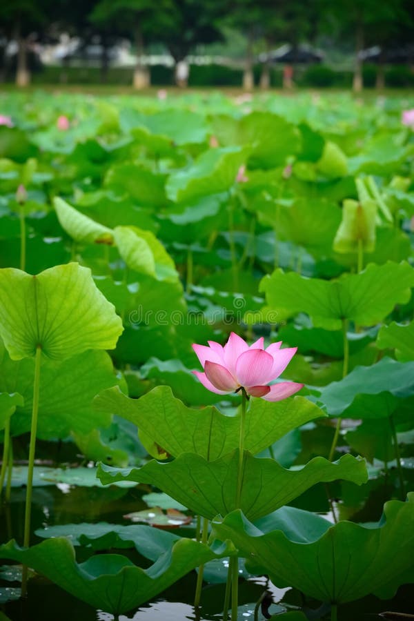 Lotus, vertical shot. stock image. Image of backgroundvertical - 192942107