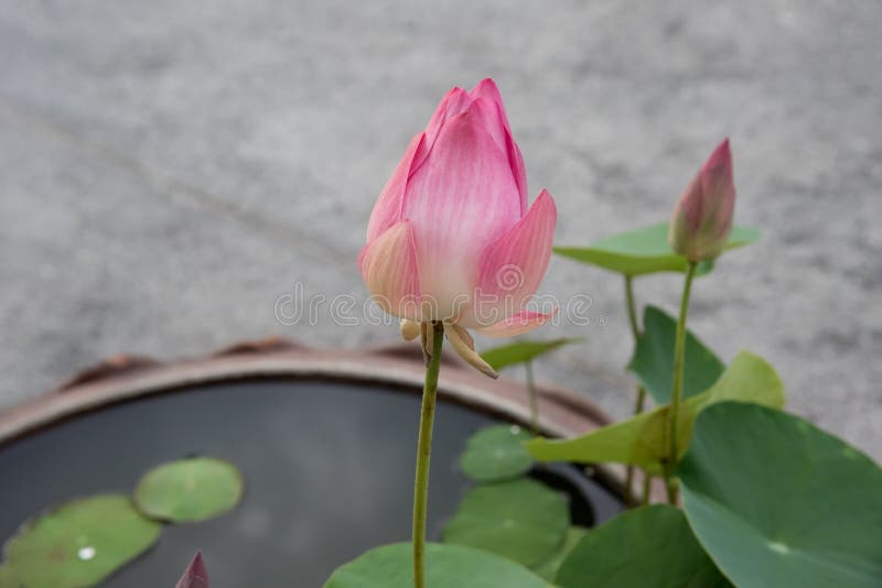 The Lotus Flower in the Pot in the Park Stock Photo - Image of lotus ...