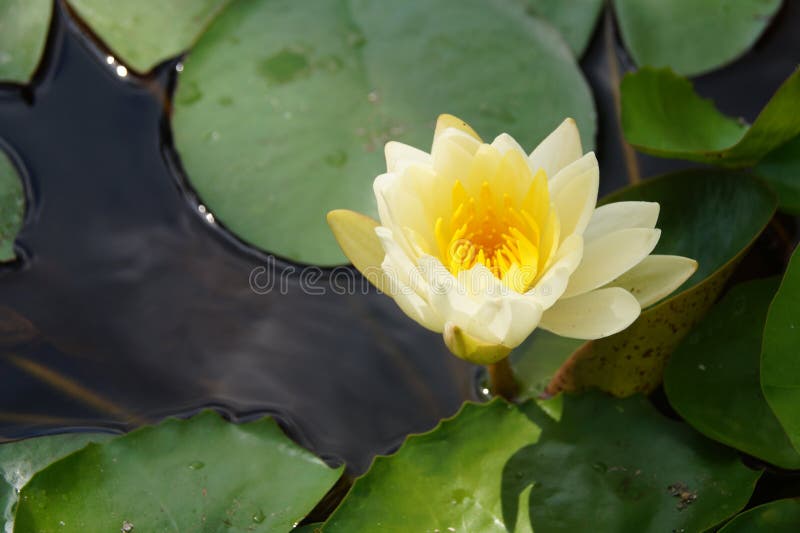 Lotus flower stock photo. Image of indonesia, landscape - 68554380