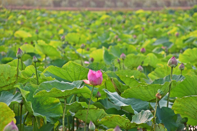 Lotus Flower, Production for Its` Flower Stock Photo - Image of natural ...