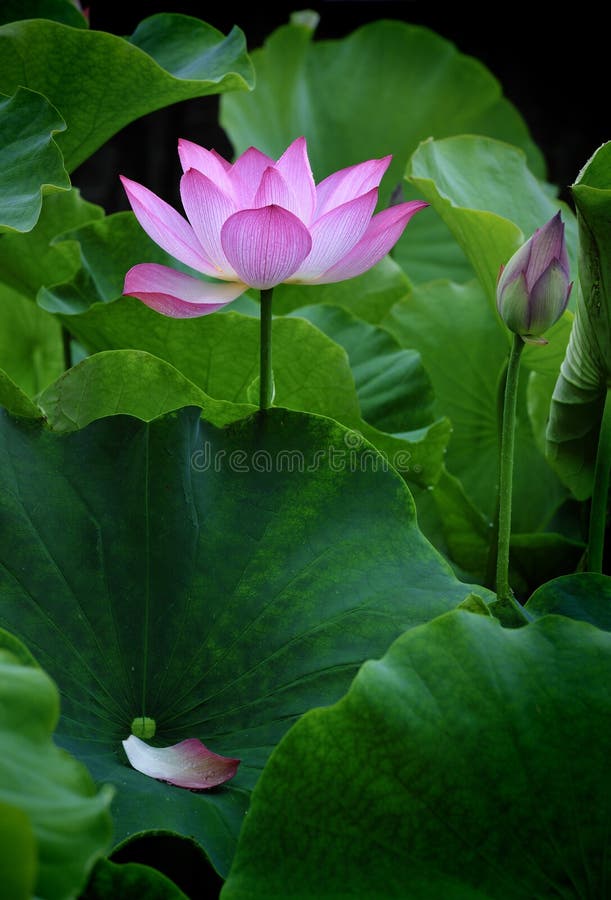 Lotus Flower stock image. Image of petals, blossom, bloom - 99919