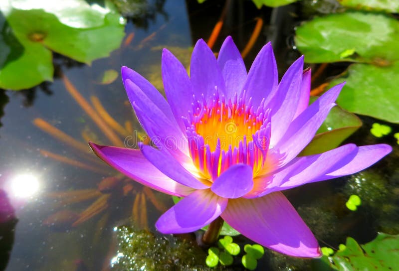 Sad sight stock photo. Image of feeding, green, domestic - 9511532