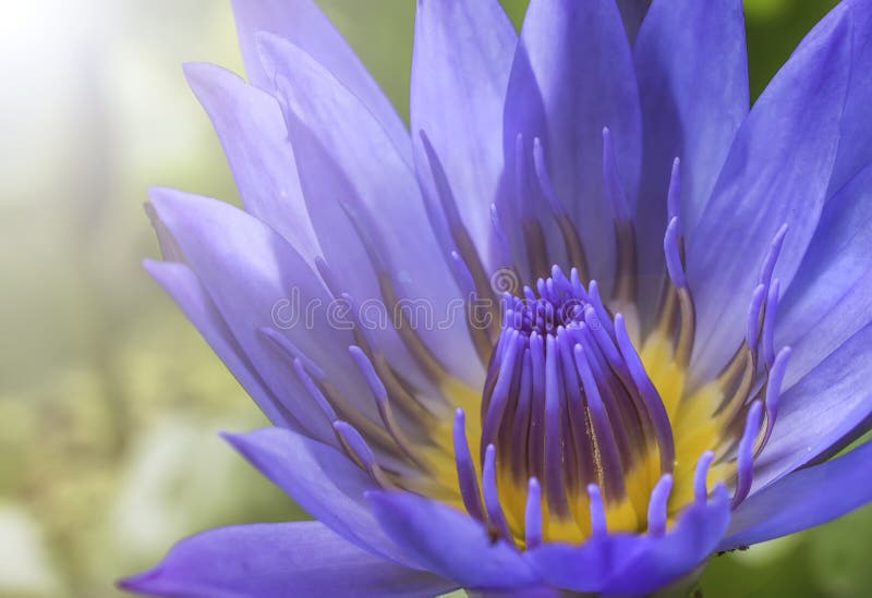 Lotus flower in purple stock photo. Image of abstract - 86307740