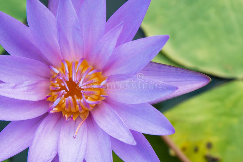 Lotus flower stock image. Image of green, blossom, lake - 34423739