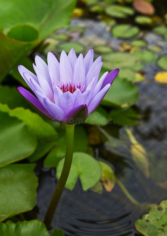 Lotus flower stock image. Image of exotic, aquatic, natural - 48540703