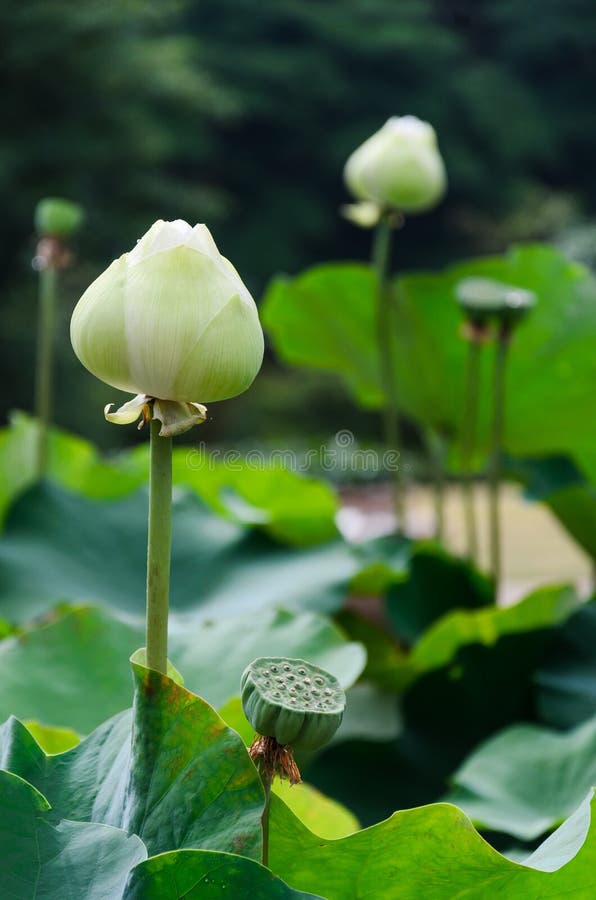 Lotus stock photo. Image of bright, natural, rain, lotus - 74760666