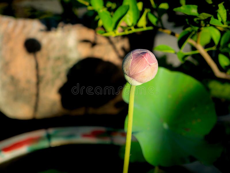 Lotus Flower is Raised High Behind the Shadow Stock Photo - Image of ...