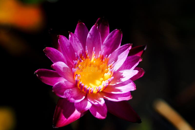 1,924 Real Lotus Flower Stock Photos - Free & Royalty-Free Stock Photos ...
