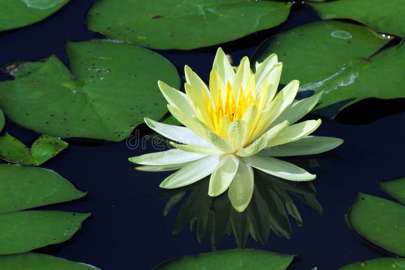 Lotus Flower with Reflection Stock Image - Image of bright, lighting ...