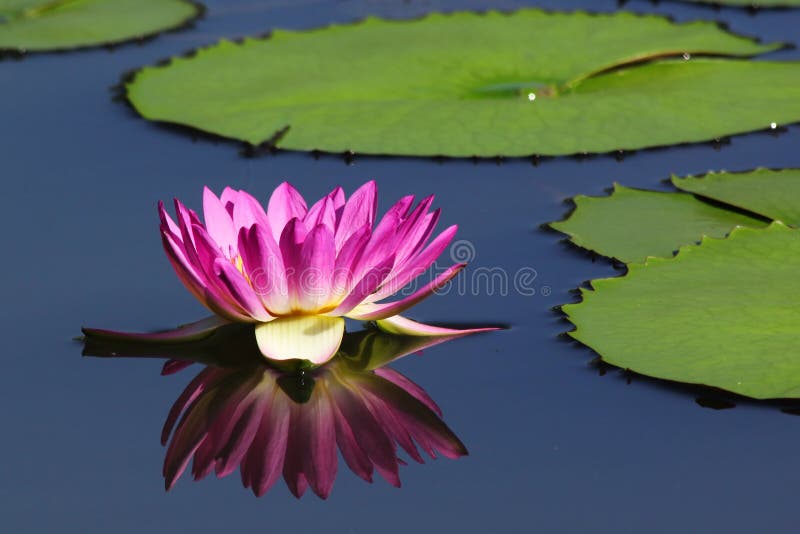 Lotus Flower With Reflection Picture. Image: 31971971
