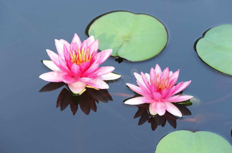 Lotus Flower with Reflection on Calm Water Stock Photo - Image of petal ...