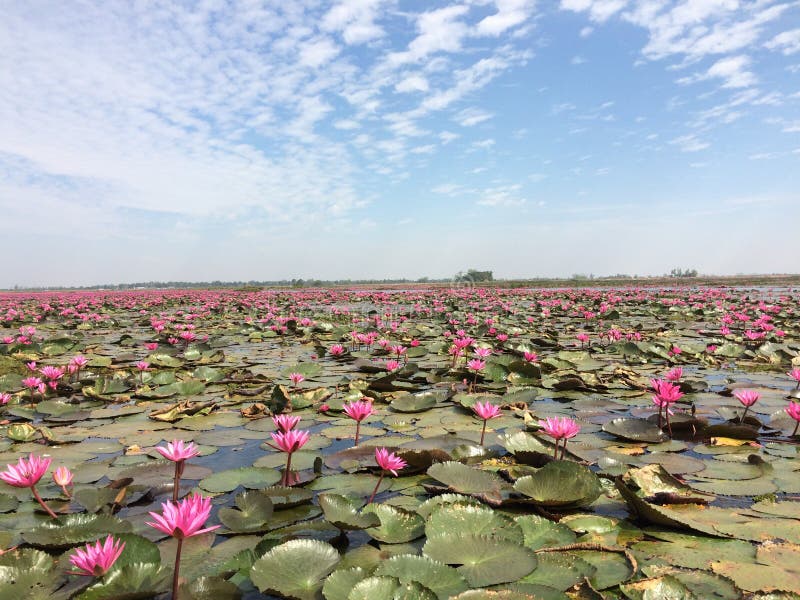 Lotus flower in the river stock image. Image of river - 84235423