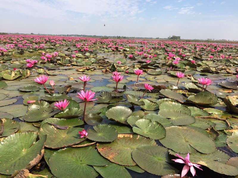 Lotus flower in the garden stock photo. Image of power - 61452386