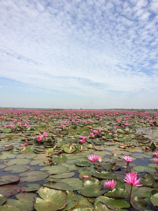 Lotus flower in the river stock photo. Image of lotus - 84237826