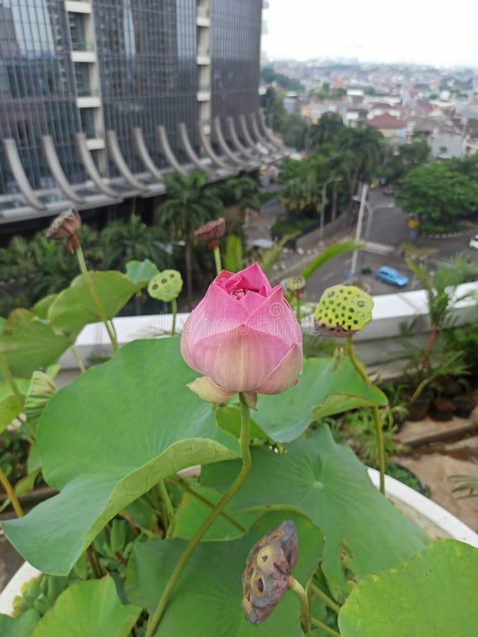 Lotus Flower on the Roof of the Building Stock Photo - Image of nature ...