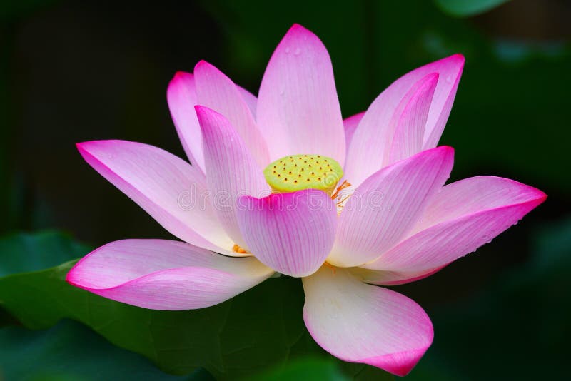 Lotus Flower rose image stock. Image du durée, asie, abondant - 32824637