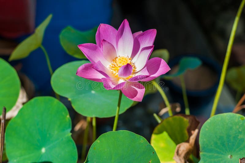 New Lotus shoot stock photo. Image of botany, green, purity - 3349160
