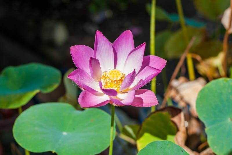 Lotus Flower stock image. Image of flower, pond, green - 64251037