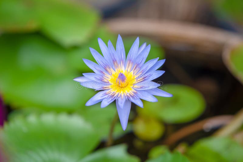 Lotus flower stock image. Image of light, design, flower - 124354679