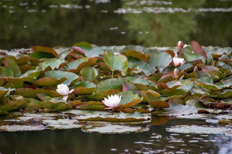 Lotus Flower in Small Pond in Dark Water in Latvia Stock Image - Image ...