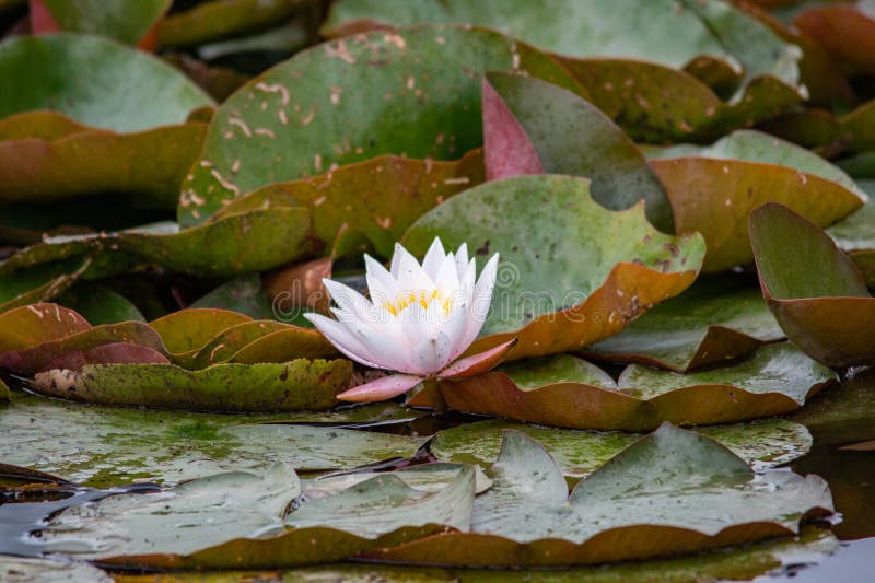 Lotus Flower in Small Pond in Dark Water in Latvia Stock Image - Image ...