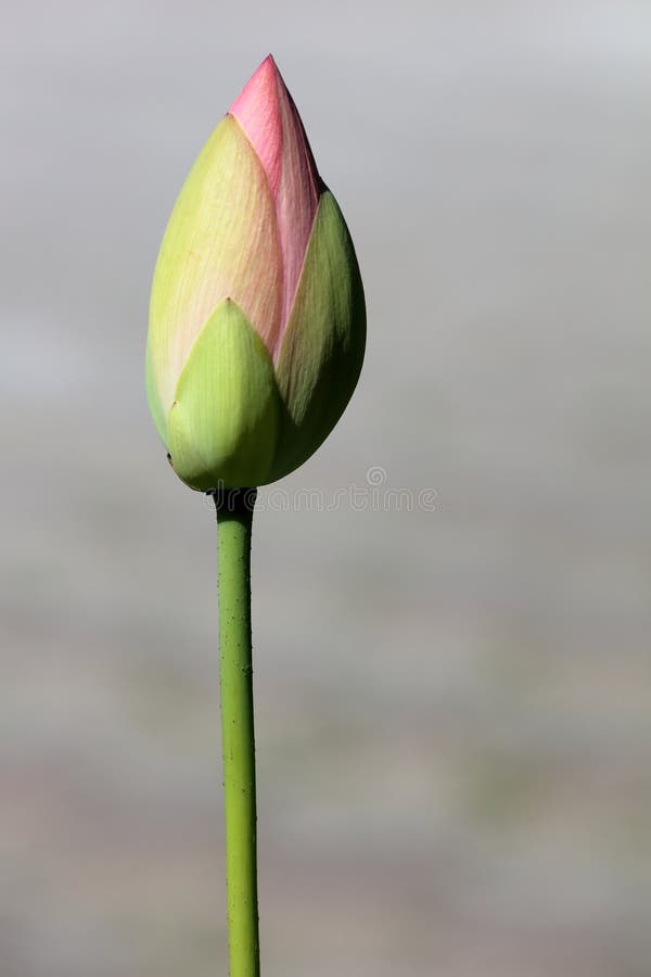 Lotus flower stock photo. Image of pond, aquatic, green - 83093254