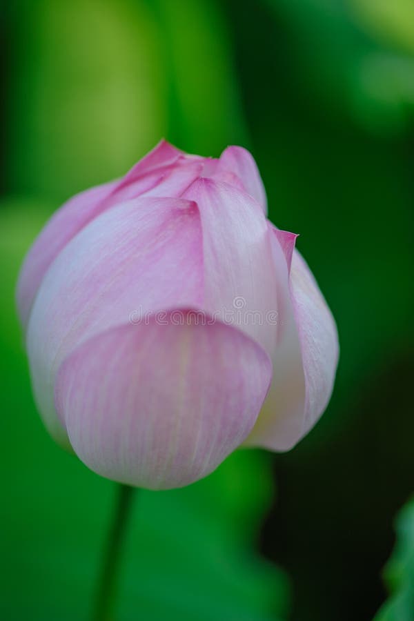 Lotus starting to bloom stock image. Image of petal, starting - 29961703