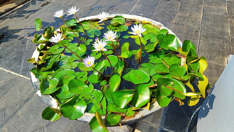 Lotus Flower in a Stone Pot Outdoor Stock Image - Image of flower ...