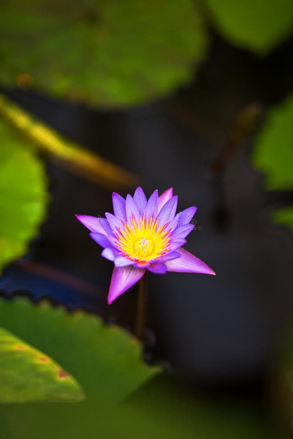 Lotus flower in the sun stock image. Image of countrye - 119773951