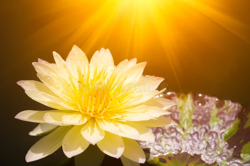 Lotus flower with sunbeam stock photo. Image of oriental - 80945656