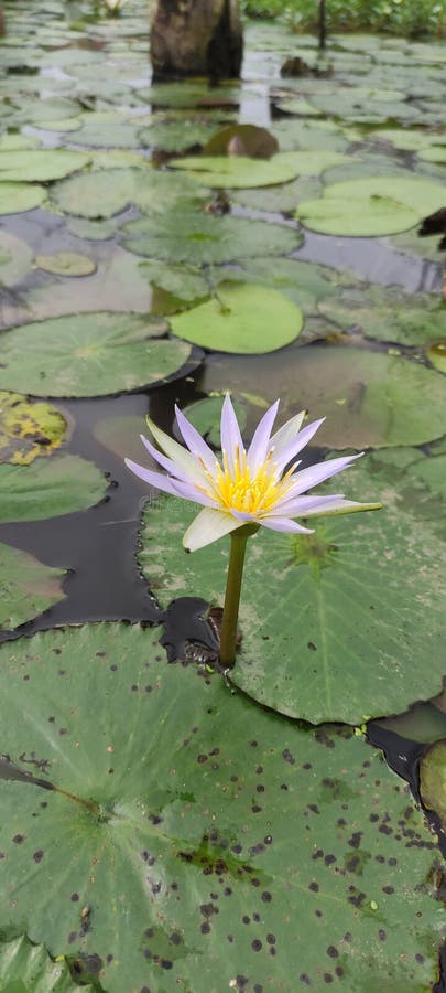 Lotus Flower Swamp Green Bloom Stock Image - Image of water, green ...