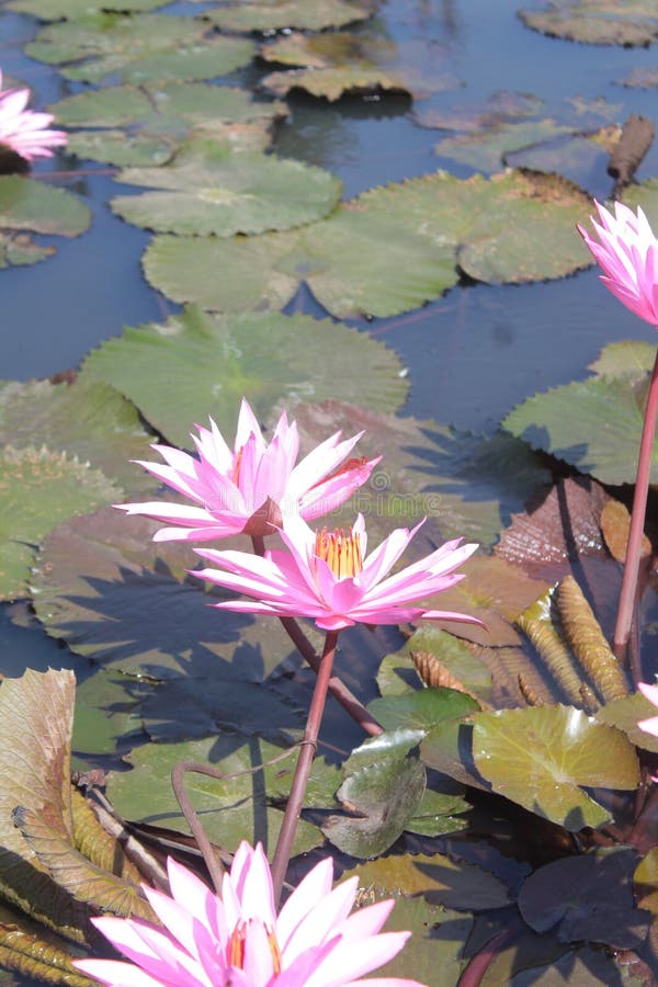 The Lotus Flower is a Symbol of Birth and Creation, As Well As a Symbol ...