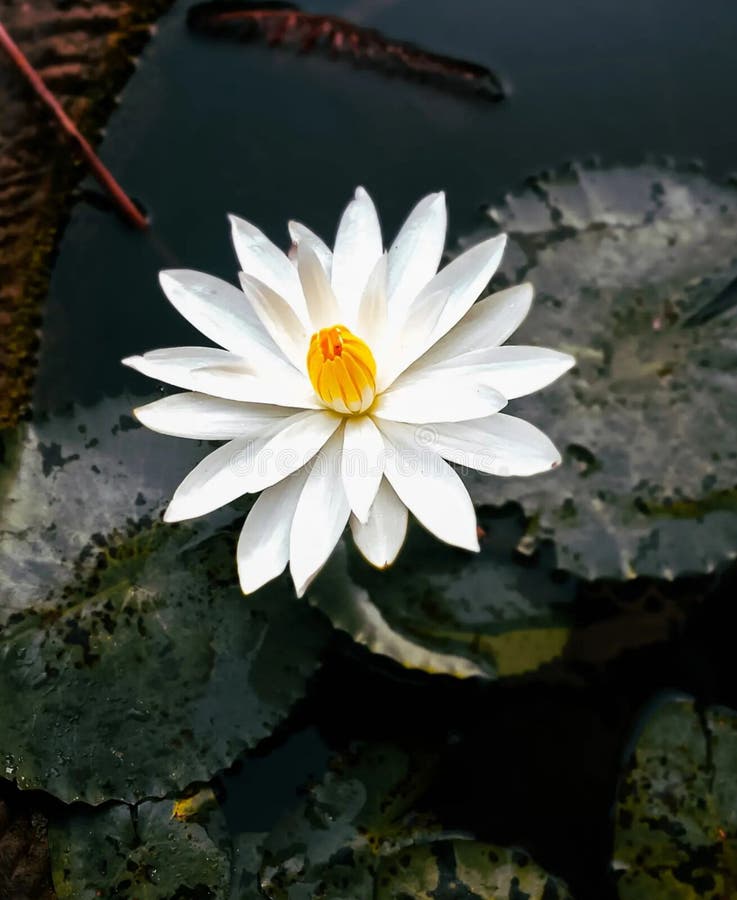 The Lotus Flower Symbol of Purity Stock Photo - Image of symbol, pury ...