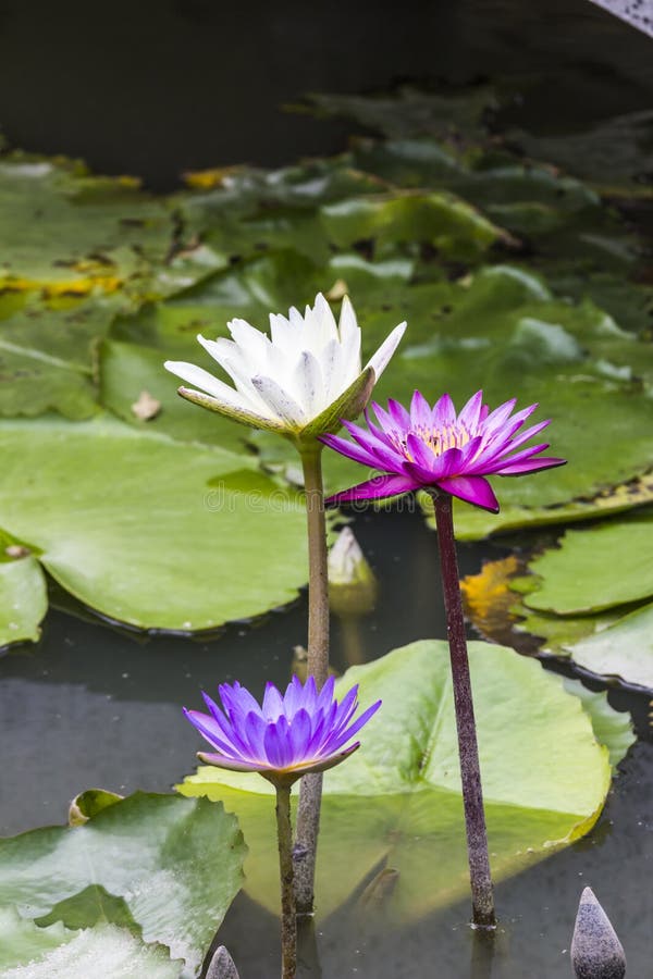 Purple Lotus stock image. Image of park, petal, closeup - 30488137