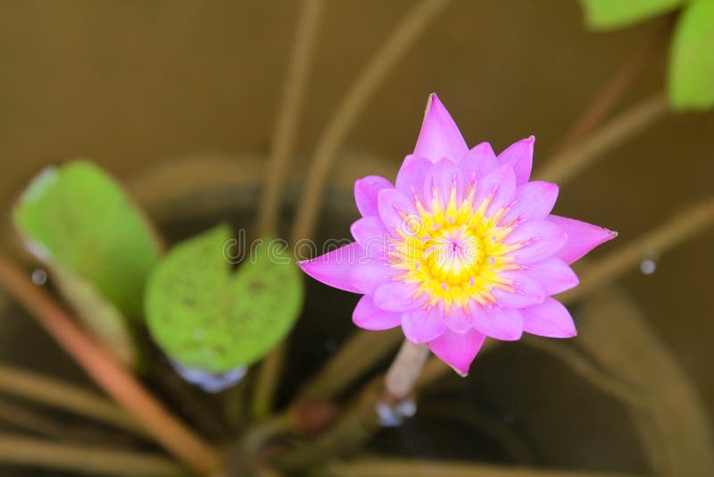 Lotus flower in the tub stock photo. Image of bowl, blossom - 232874666